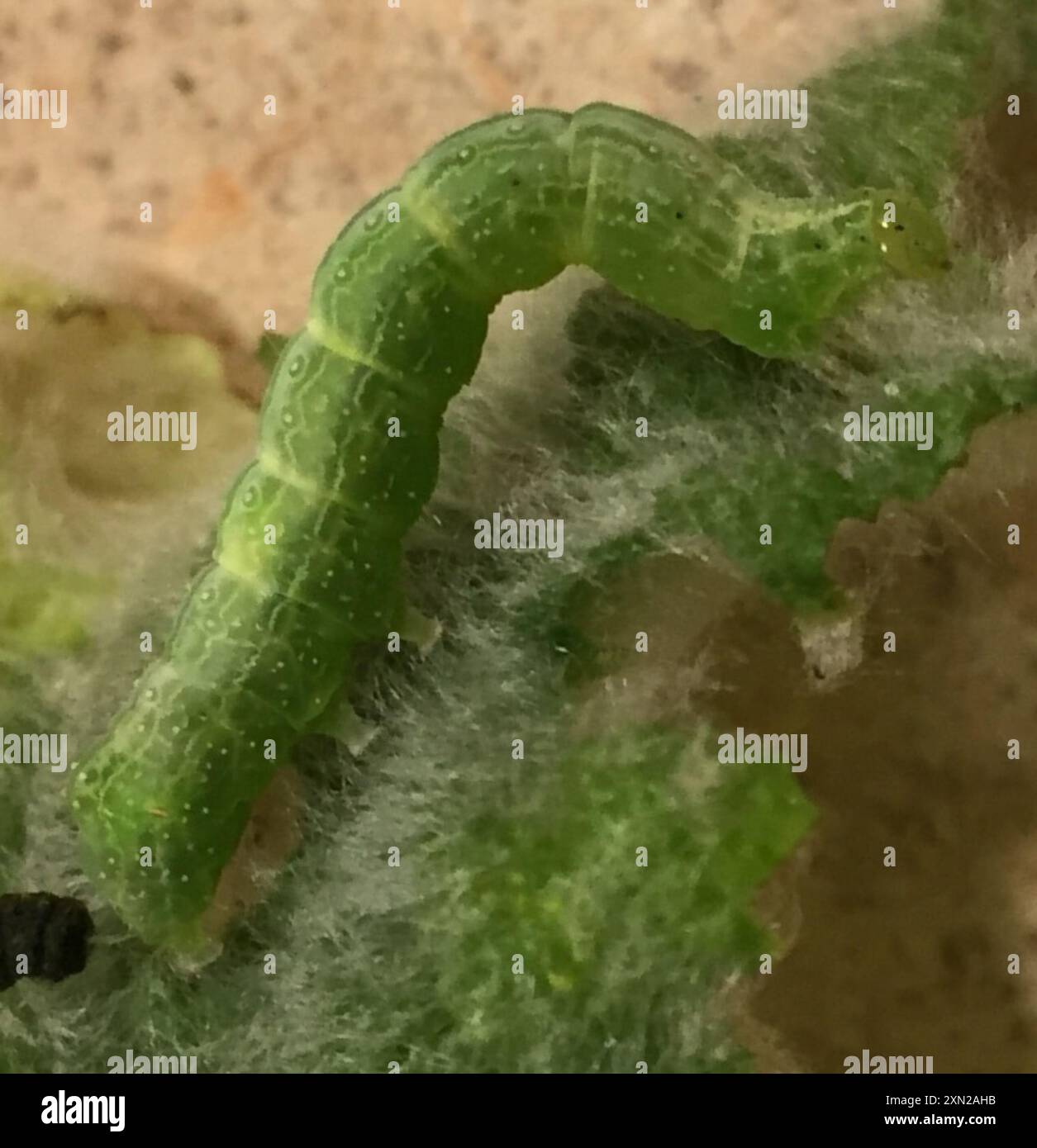 Soybean Looper Moth (Chrysodeixis includens) Insecta Stock Photo - Alamy