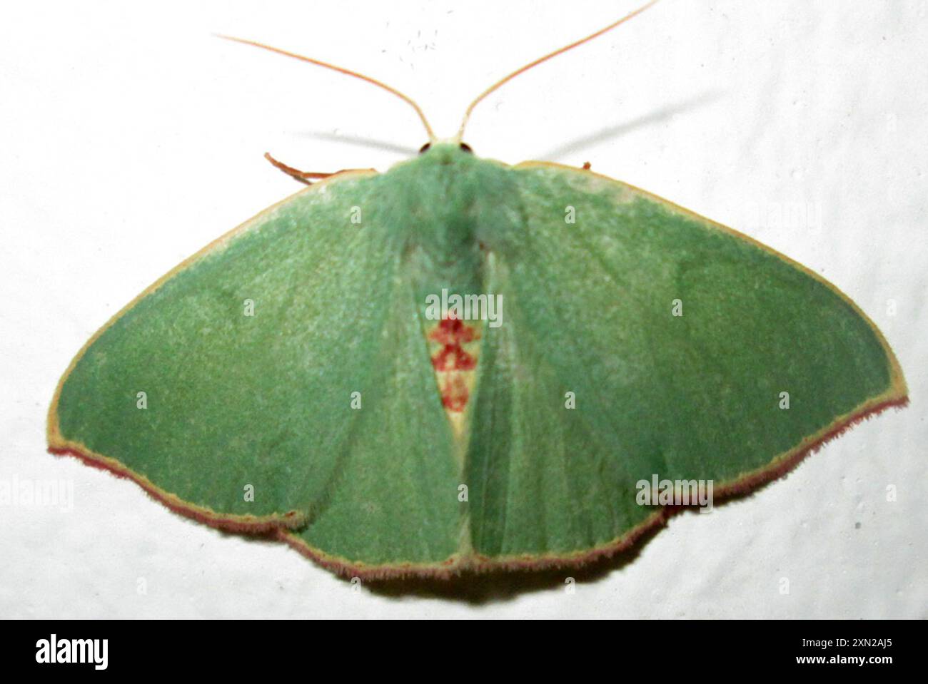 Geometer Moths (Geometridae) Insecta Stock Photo - Alamy
