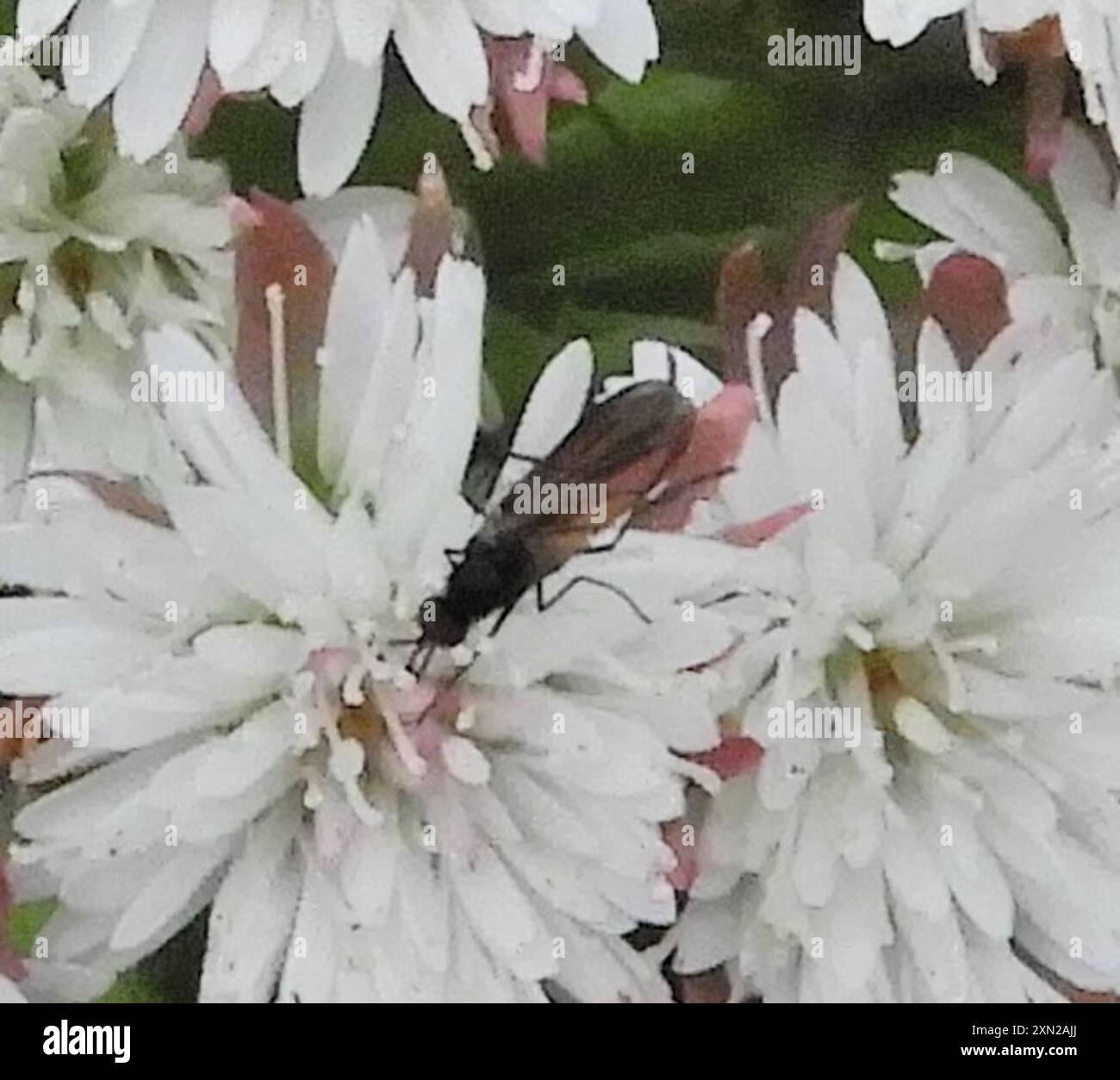 Dance Flies, Long-legged Flies, and Allies (Empidoidea) Insecta Stock ...