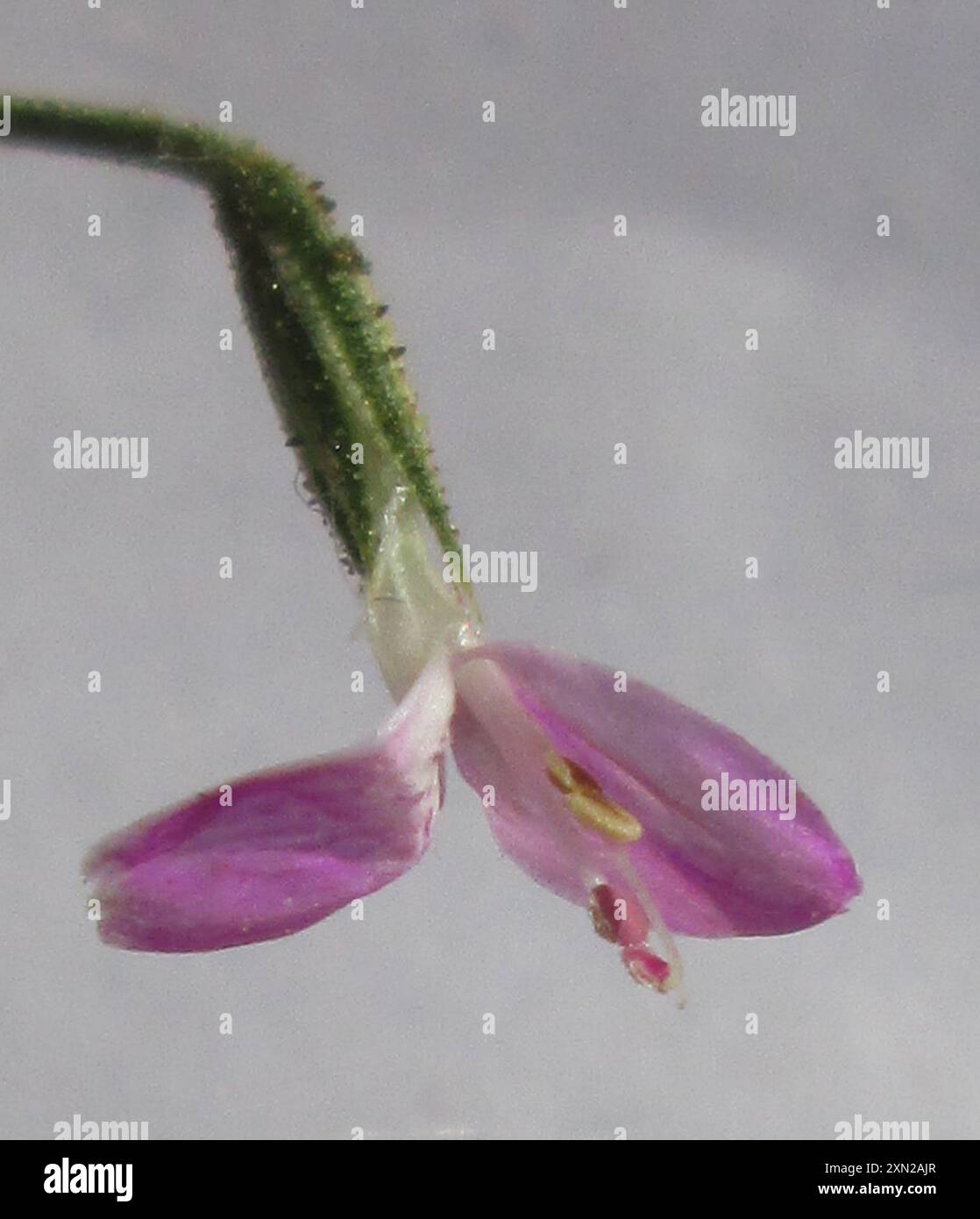 Panicled Foldwing (Dicliptera paniculata) Plantae Stock Photo - Alamy