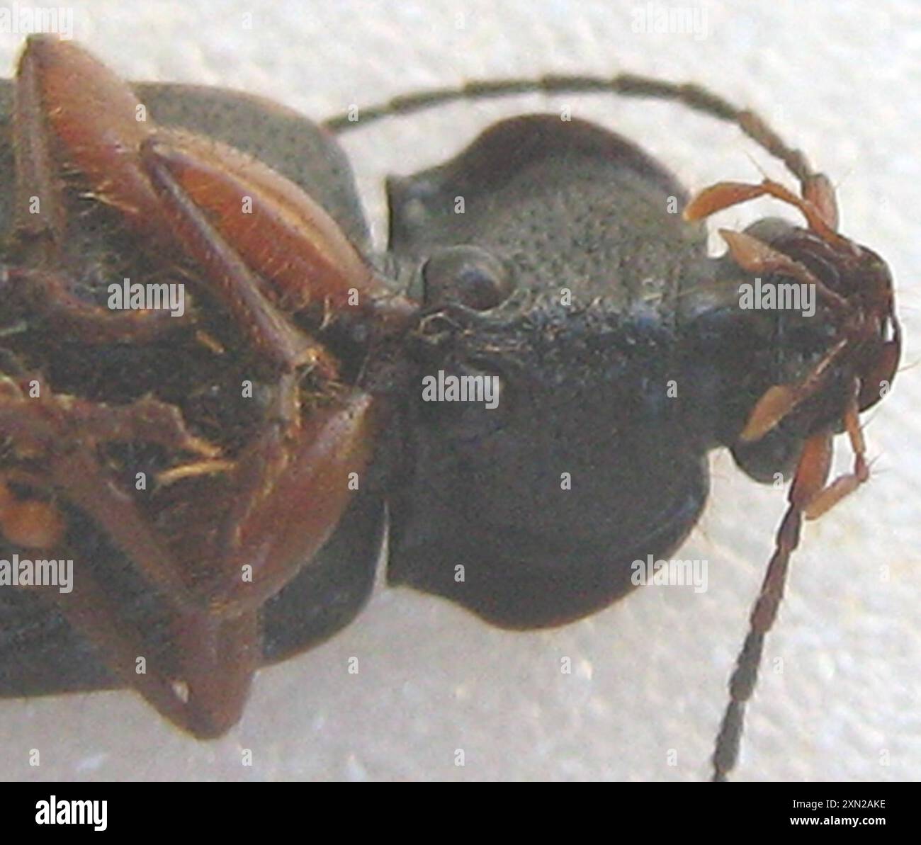 Yellow-spotted Ground Beetles (Craspedophorus) Insecta Stock Photo - Alamy