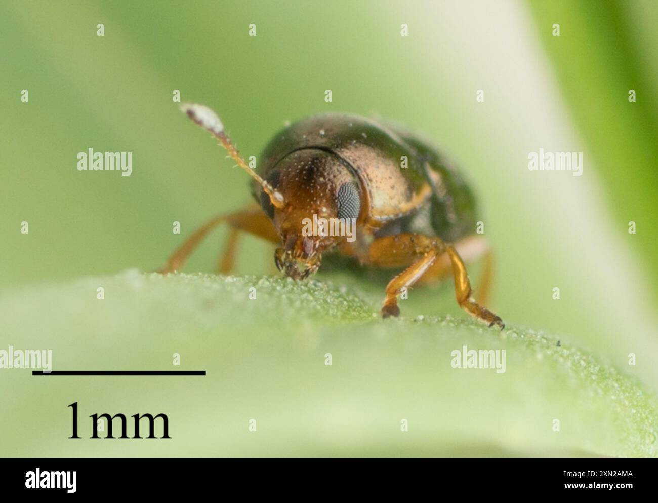 Bronze Leaf Beetle (Diachus auratus) Insecta Stock Photo - Alamy