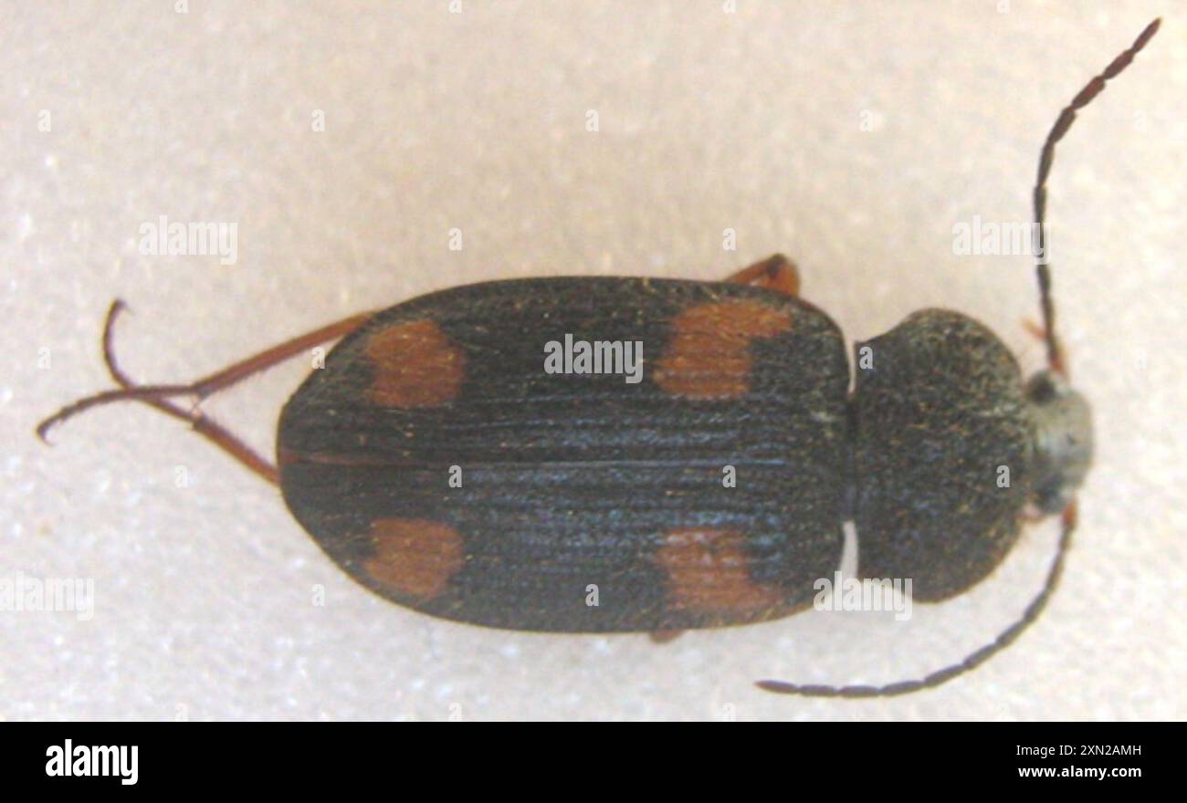 Yellow-spotted Ground Beetles (Craspedophorus) Insecta Stock Photo - Alamy