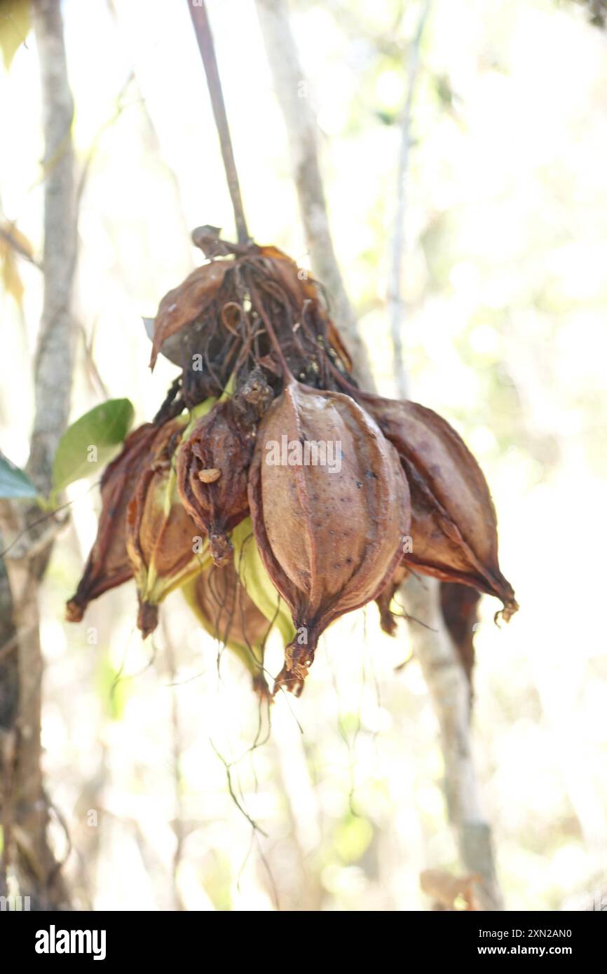 Polynesian Arrowroot (Tacca leontopetaloides) Plantae Stock Photo - Alamy