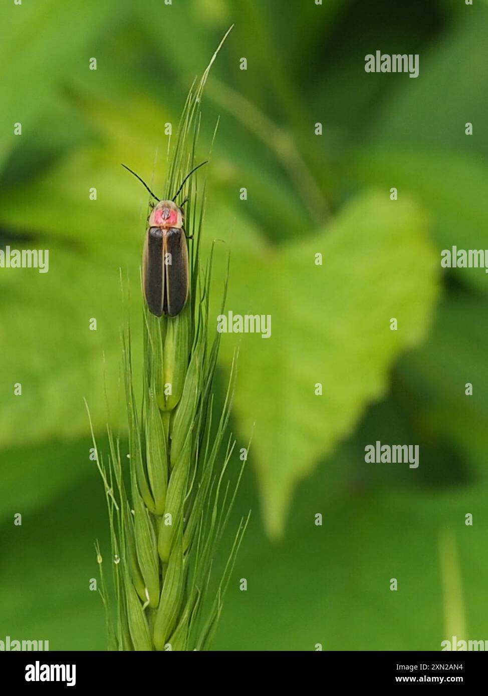 Common Eastern Firefly (Photinus pyralis) Insecta Stock Photo - Alamy