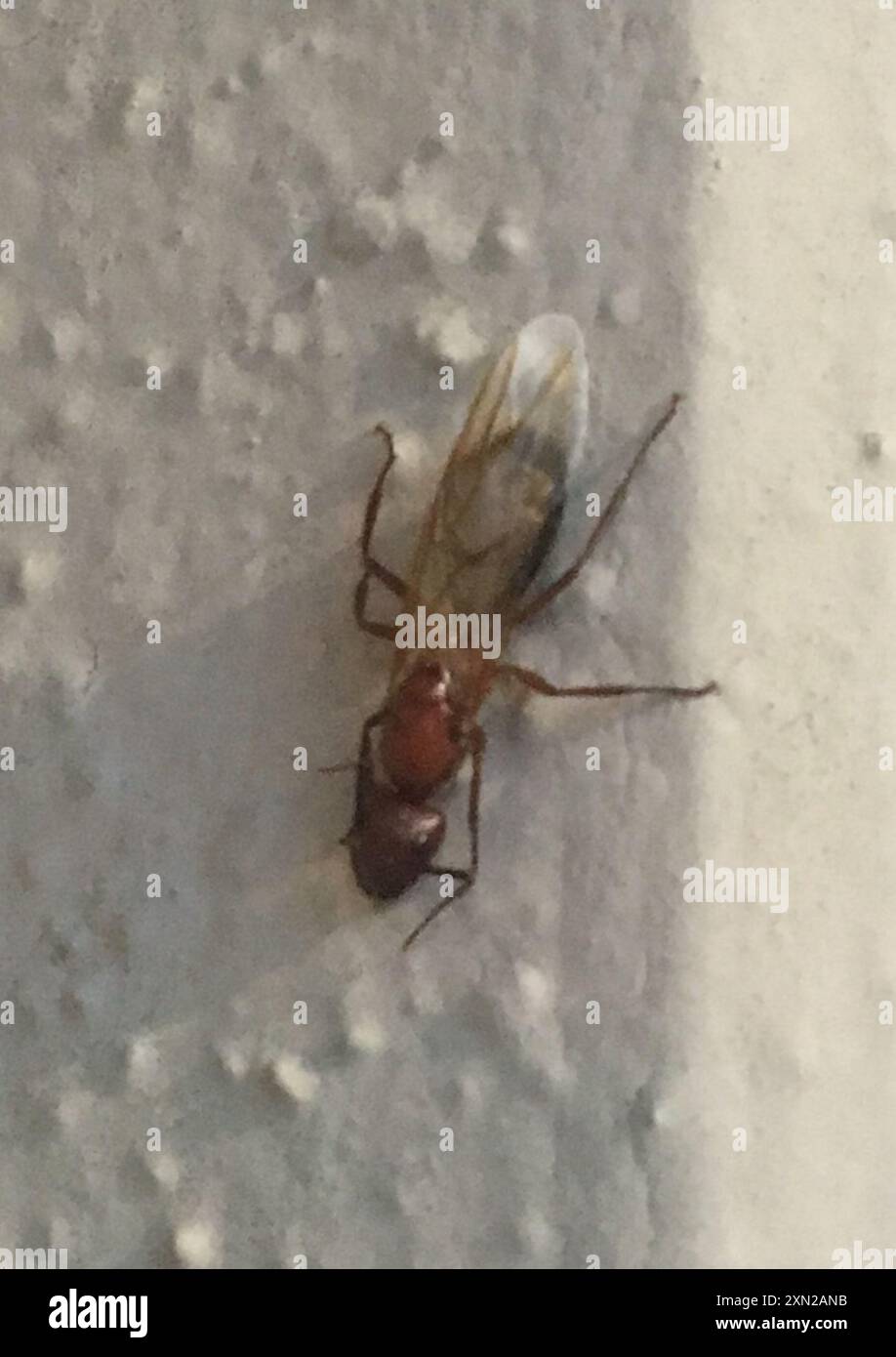 Florida Carpenter Ant (Camponotus floridanus) Insecta Stock Photo - Alamy