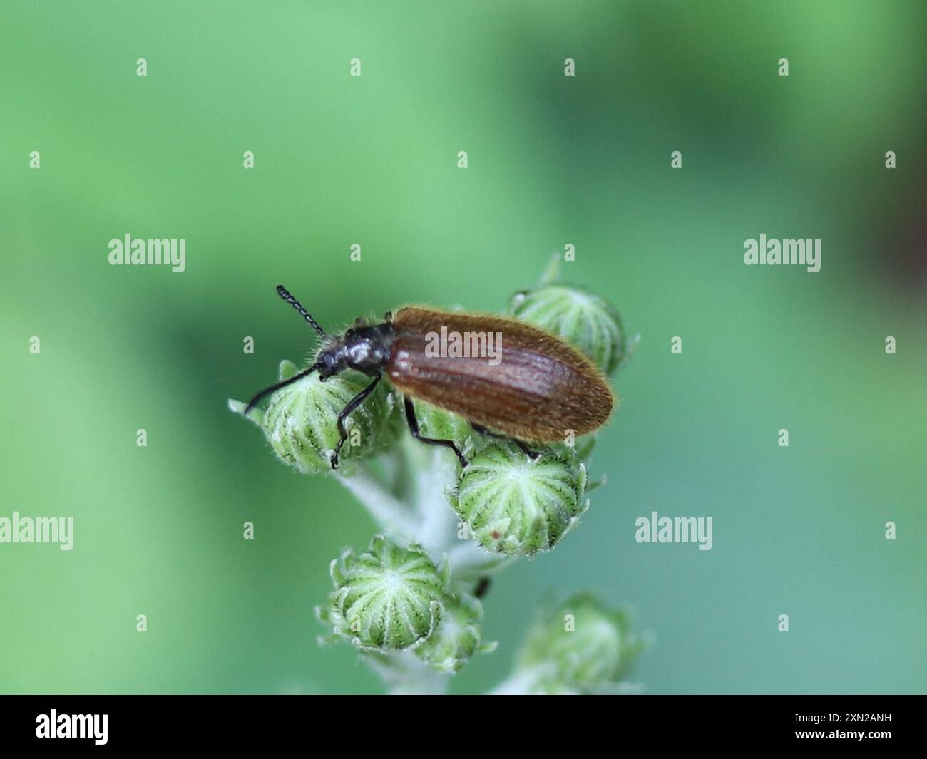Rough-Haired Lagria Beetle (Lagria hirta) Insecta Stock Photo - Alamy