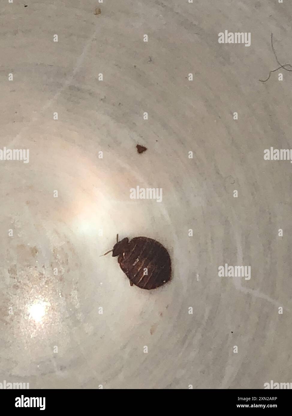 Common Bed Bug (Cimex lectularius) Insecta Stock Photo - Alamy