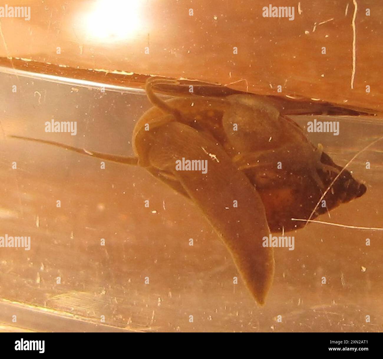 Acute Bladder Snail (Physella acuta) Mollusca Stock Photo - Alamy