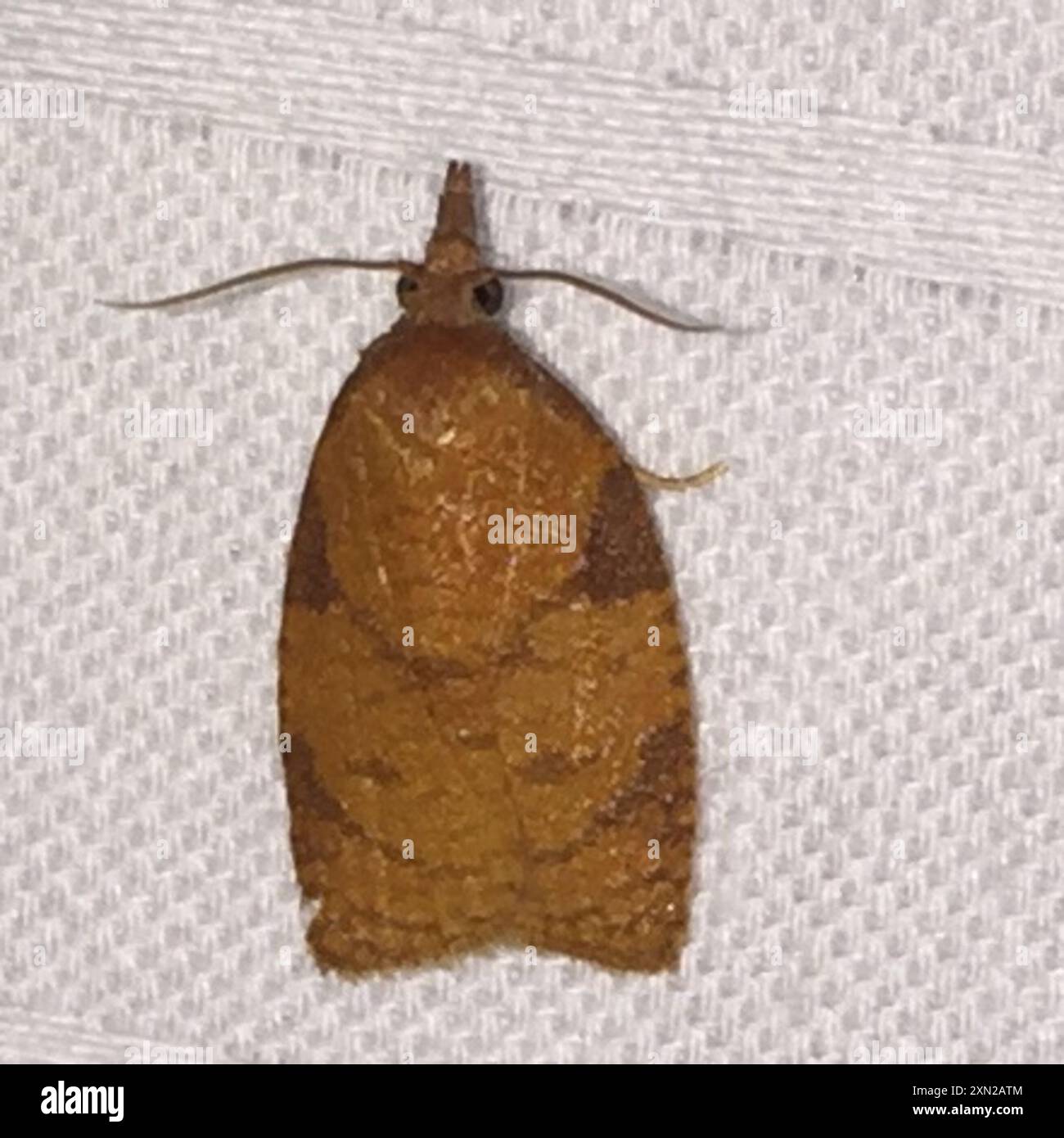Reticulated fruitworm moth hi-res stock photography and images - Alamy