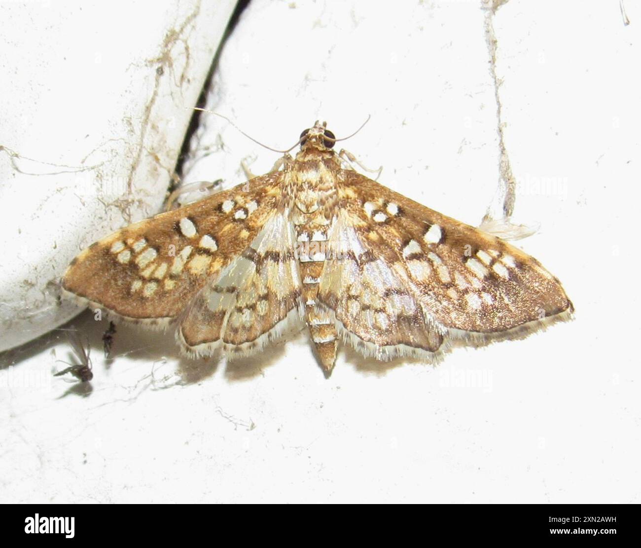 Assembly Moth (Samea ecclesialis) Insecta Stock Photo - Alamy