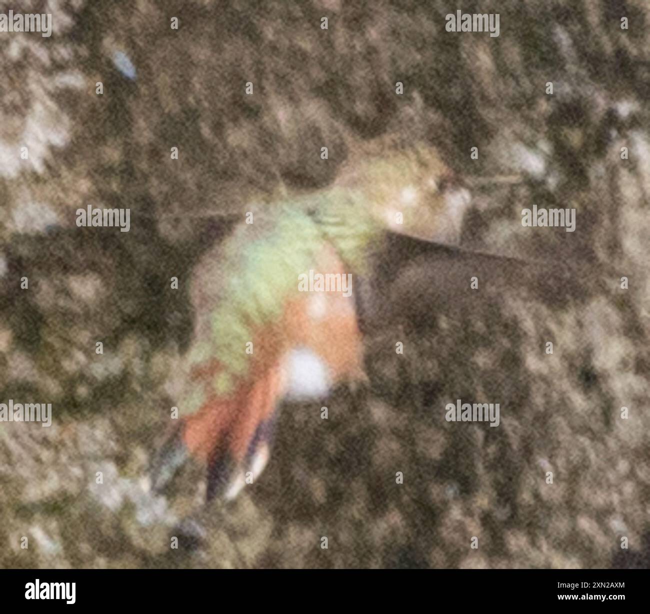 Broad-tailed Hummingbird (Selasphorus platycercus) Aves Stock Photo - Alamy