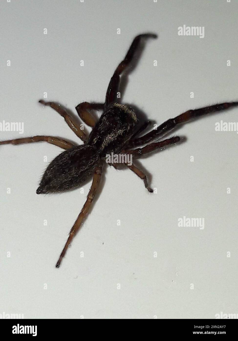 Golden-brown Jumping Spider (Trite auricoma) Arachnida Stock Photo - Alamy