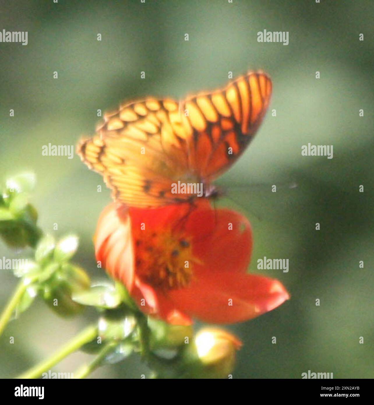 Mexican Silverspot (Dione moneta) Insecta Stock Photo - Alamy