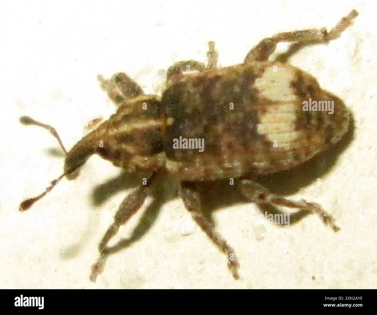 True Weevils (Curculionidae) Insecta Stock Photo - Alamy