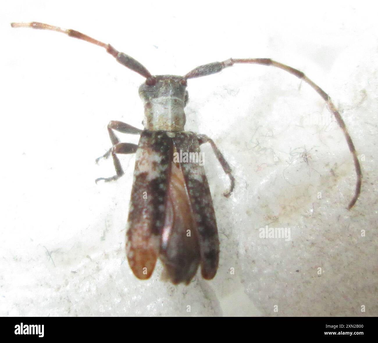 (Eunidia spilotoides) Insecta Stock Photo - Alamy