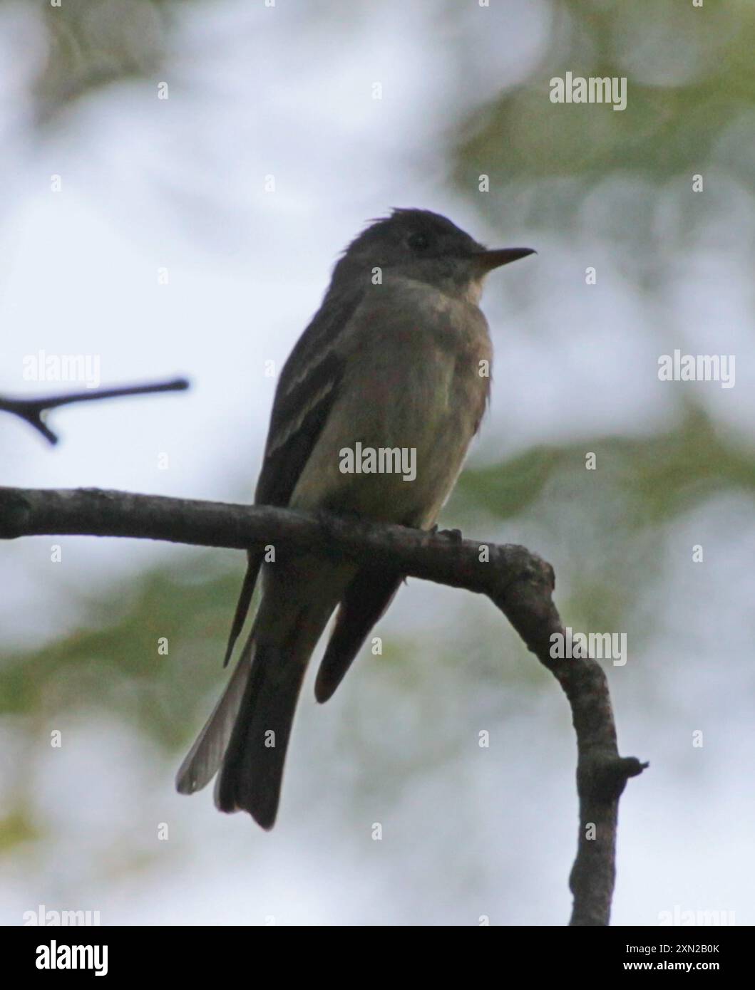 Eastern Wood-Pewee (Contopus virens) Aves Stock Photo - Alamy