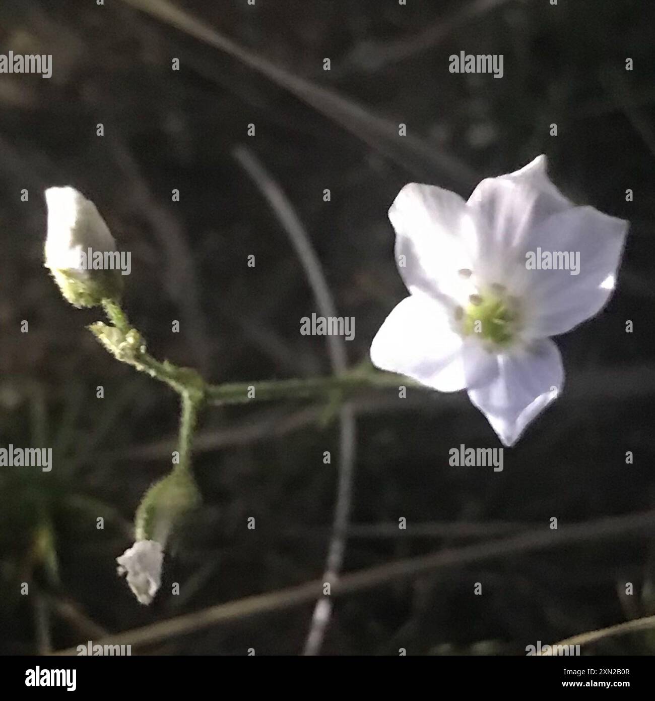 (Eremogone meyeri) Plantae Stock Photo - Alamy