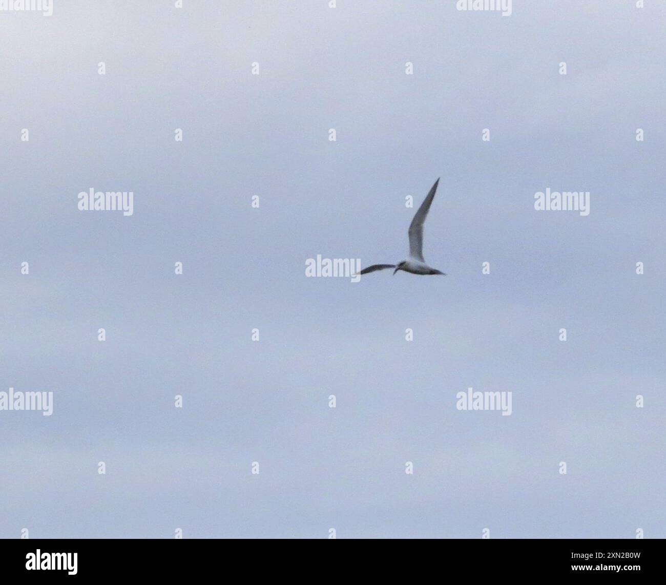 Snowy-crowned Tern (Sterna trudeaui) Aves Stock Photo - Alamy