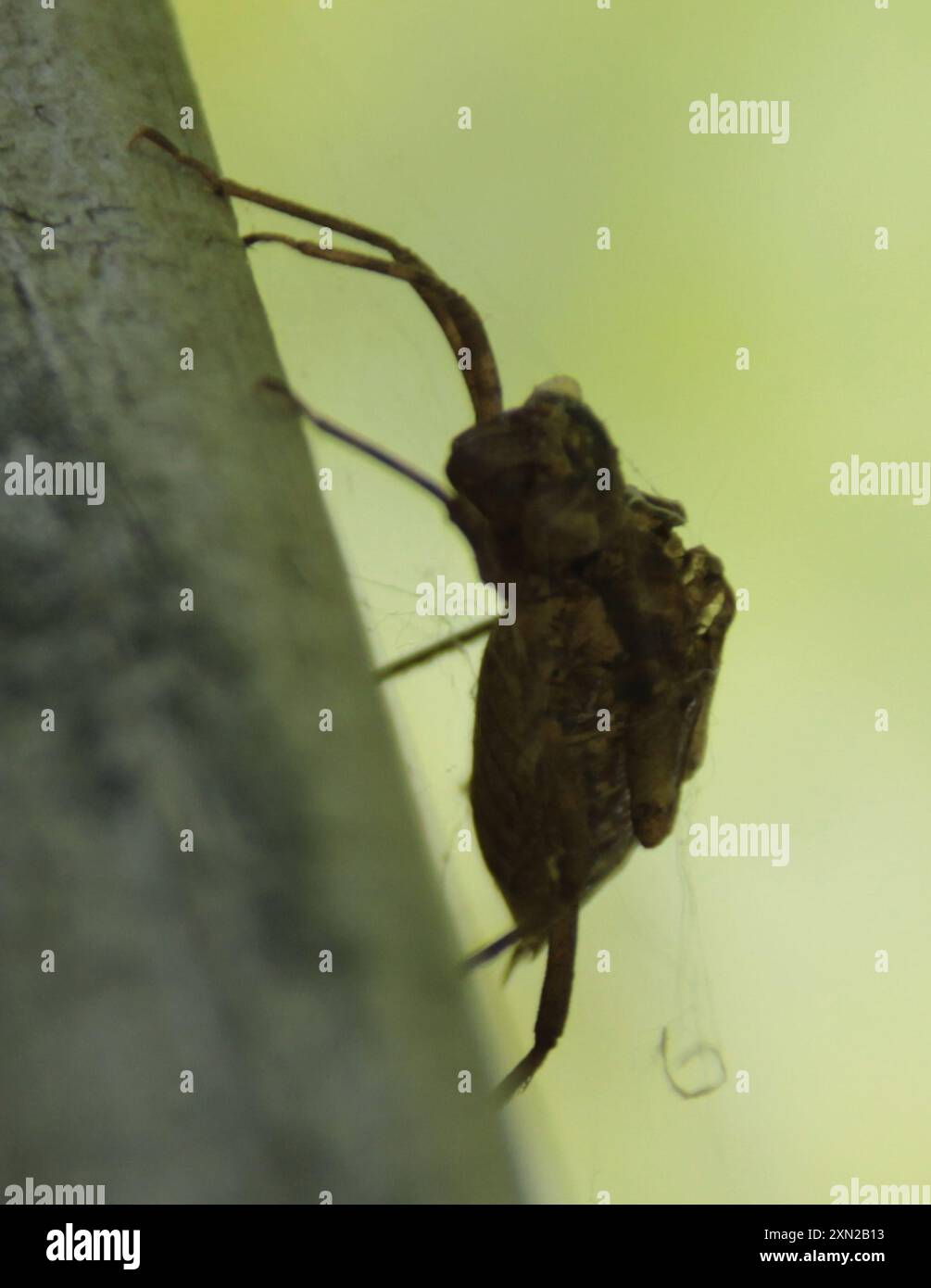 Prince Baskettail (Epitheca princeps) Insecta Stock Photo - Alamy