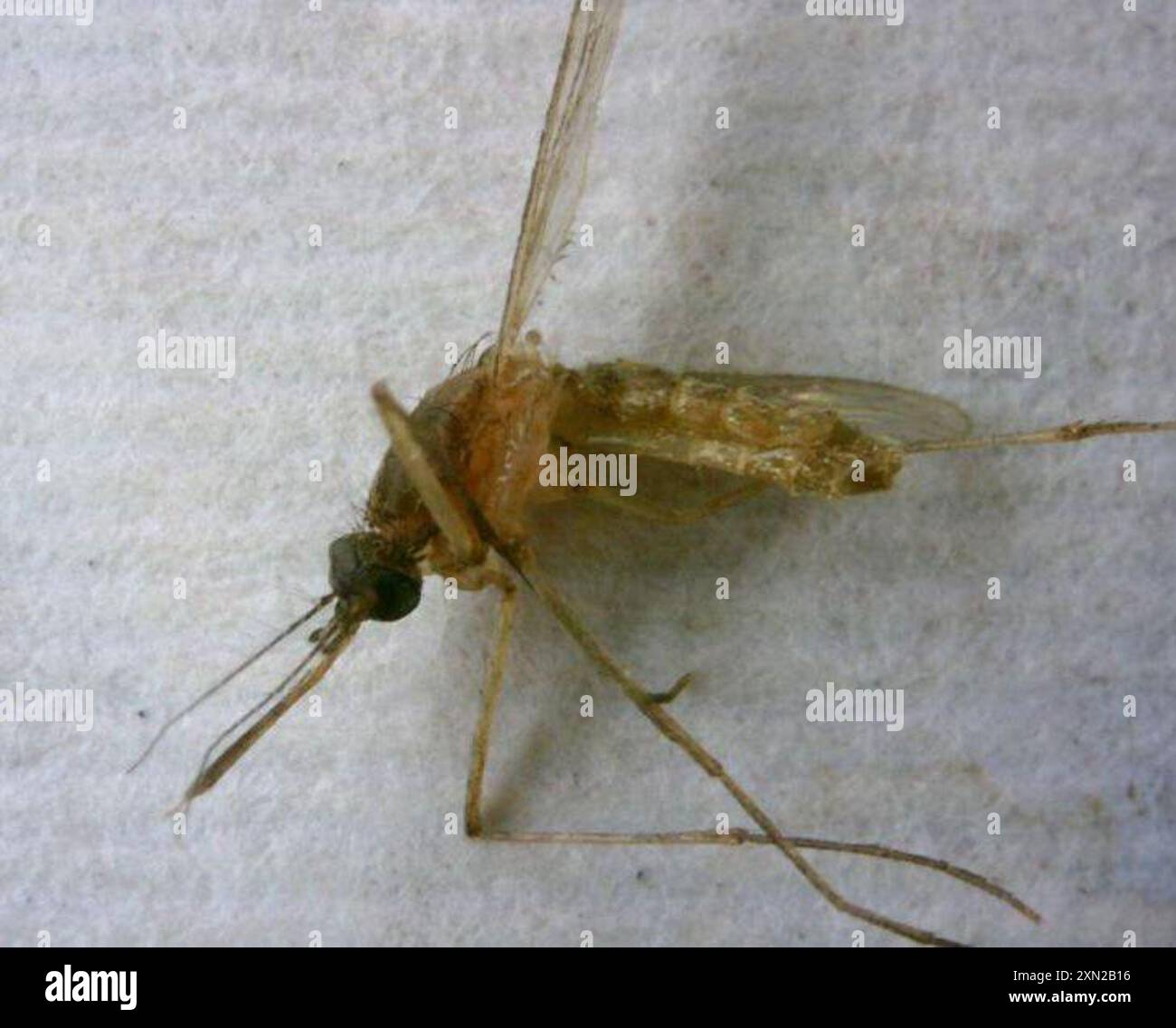 Common house mosquito (Culex pipiens) Insecta Stock Photo - Alamy