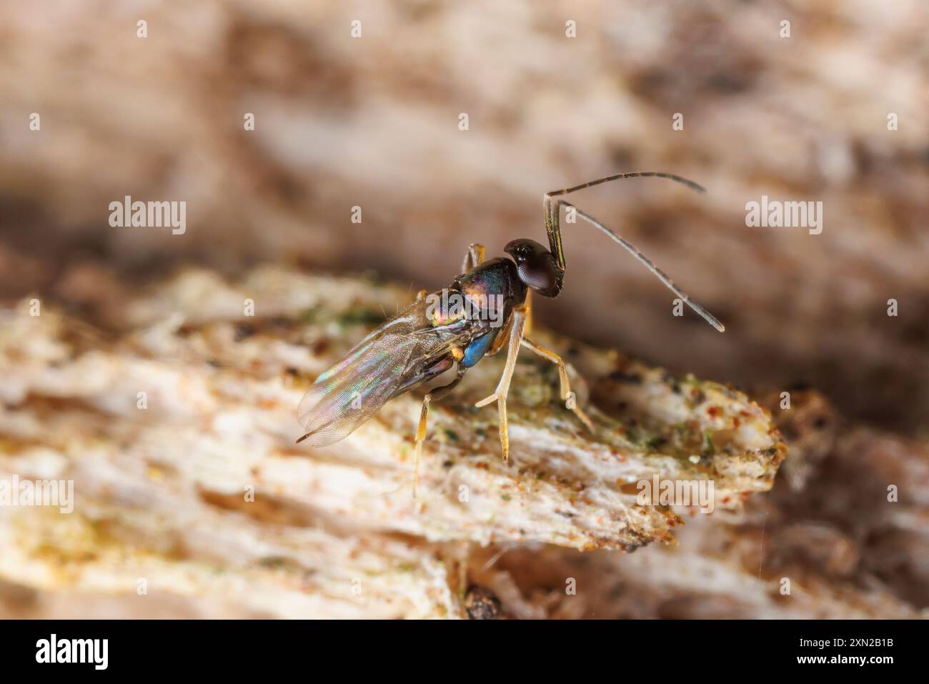 Encyrtidae hi-res stock photography and images - Alamy