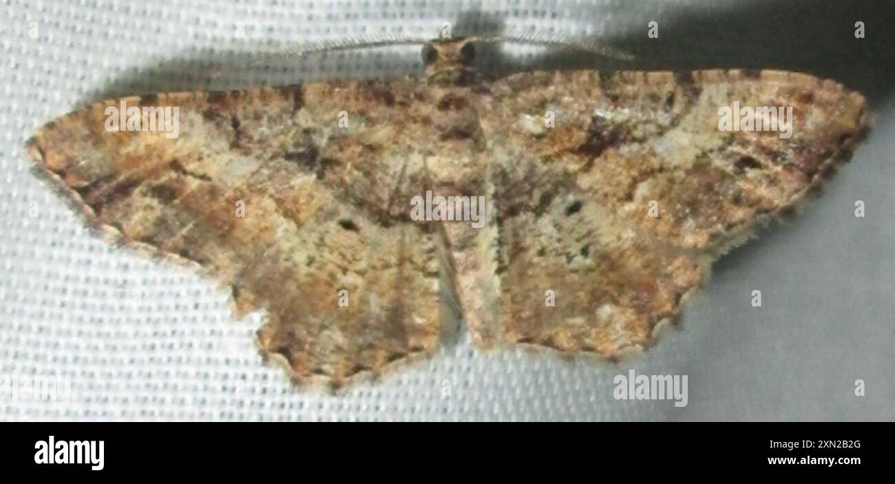 Geometer Moths (Geometridae) Insecta Stock Photo - Alamy