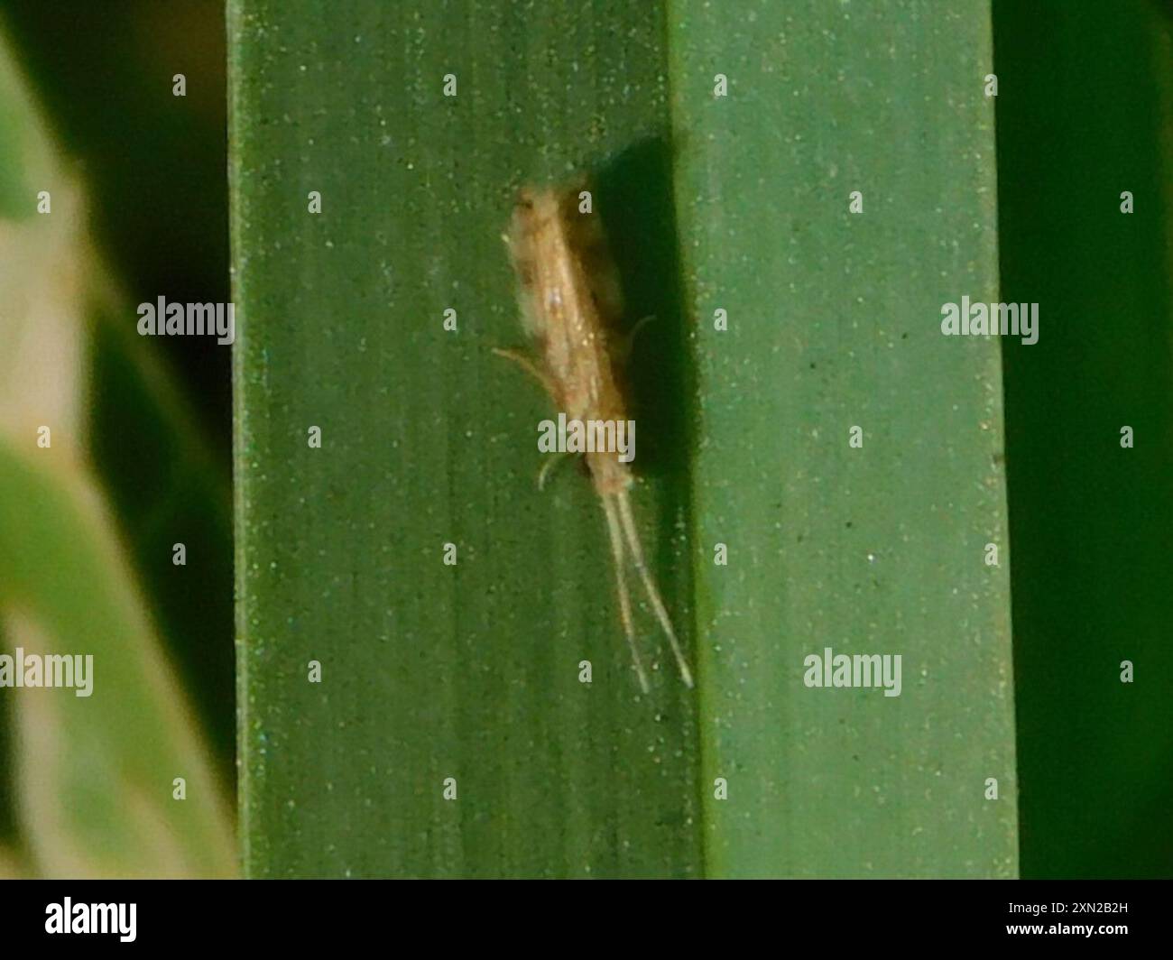 Microcaddisflies (Hydroptilidae) Insecta Stock Photo - Alamy