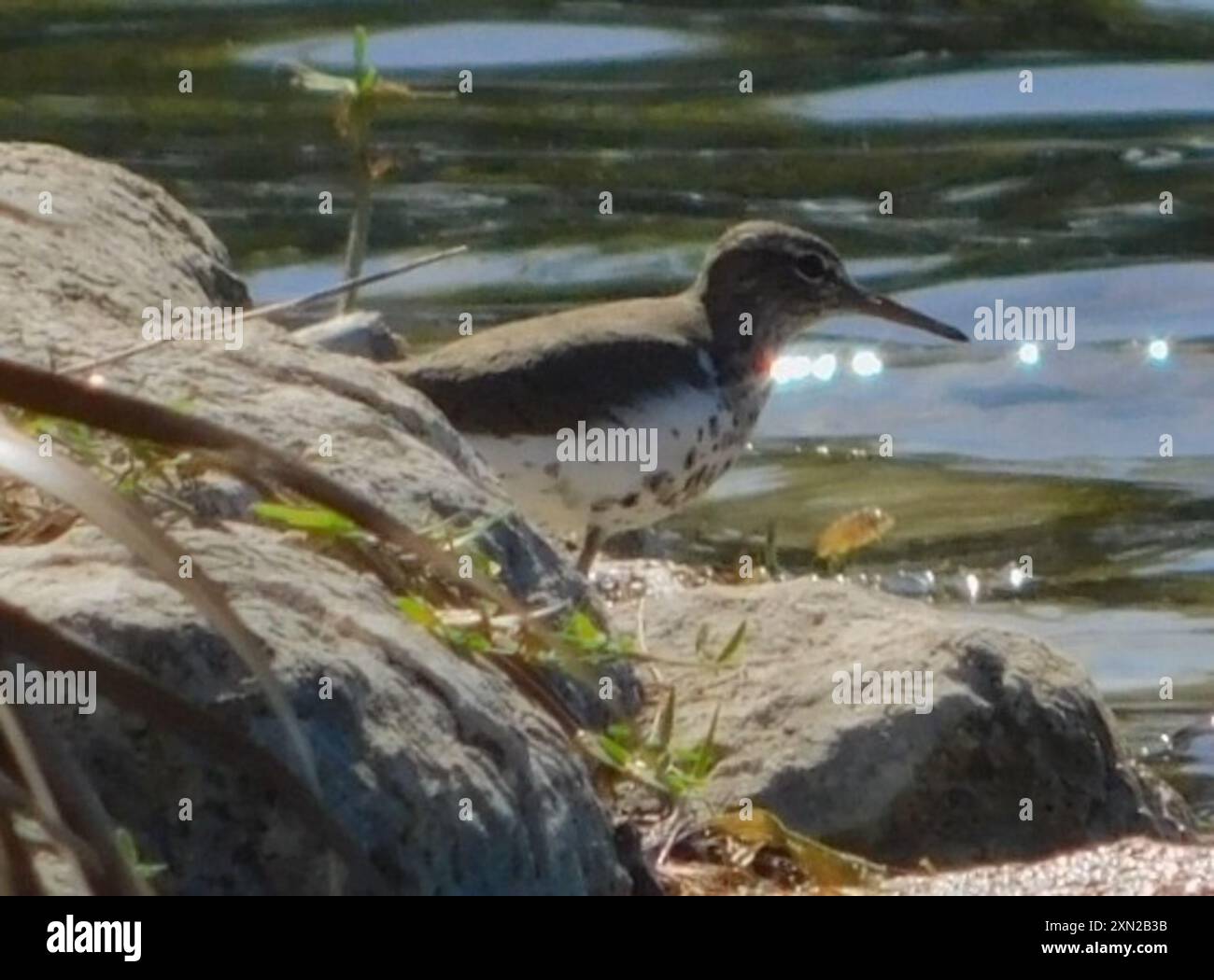 Spotted Sandpiper (Actitis macularius) Aves Stock Photo - Alamy