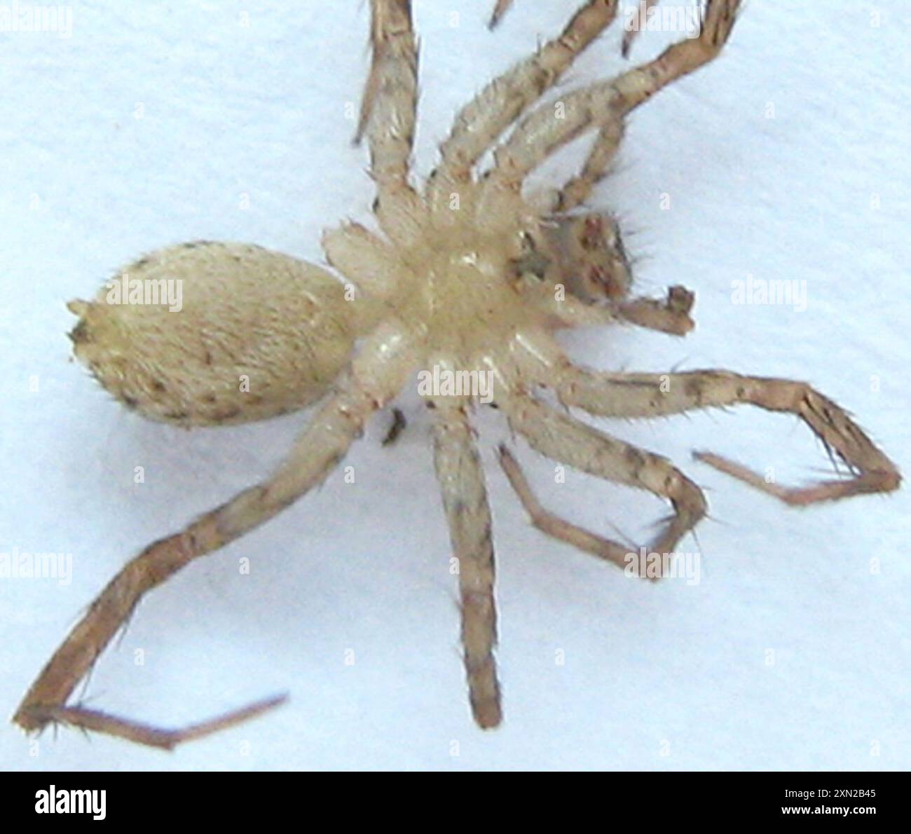 Spiders (Araneae) Arachnida Stock Photo - Alamy