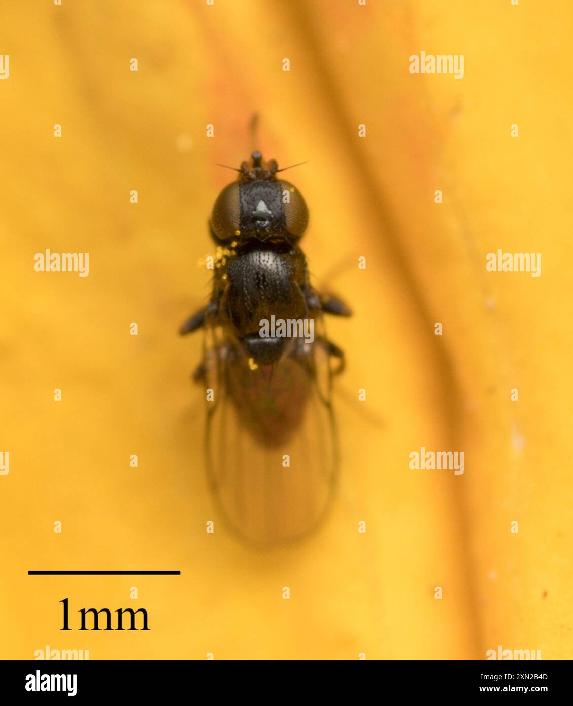 Freeloader Flies (Milichiidae) Insecta Stock Photo - Alamy