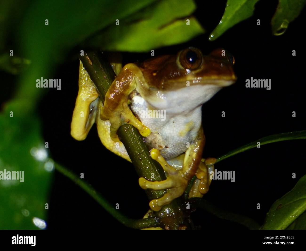 Ruby-eyed Tree Frog (Leptopelis uluguruensis) Amphibia Stock Photo - Alamy