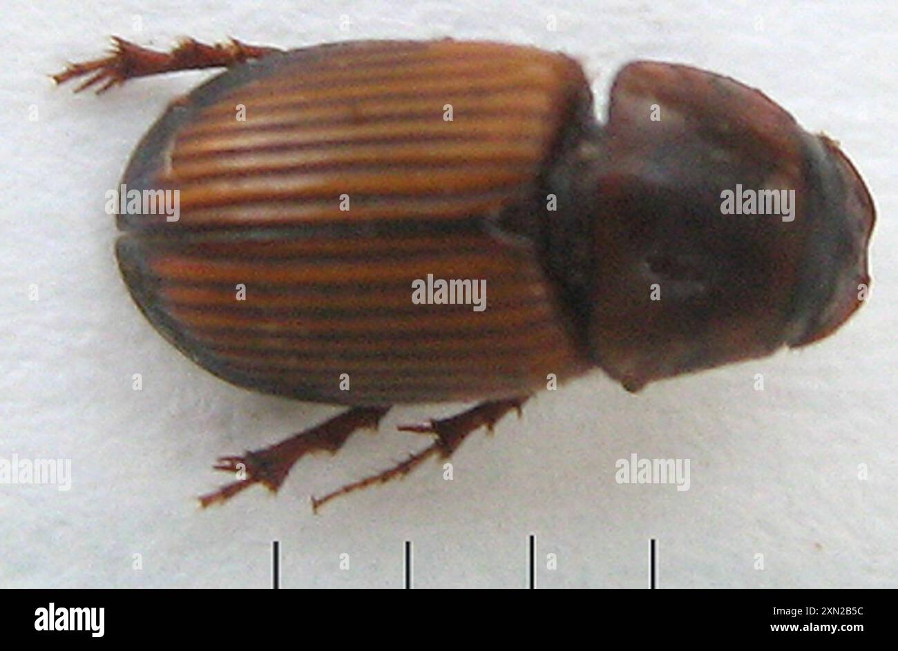 Small Dung Beetles (Aphodiinae) Insecta Stock Photo - Alamy