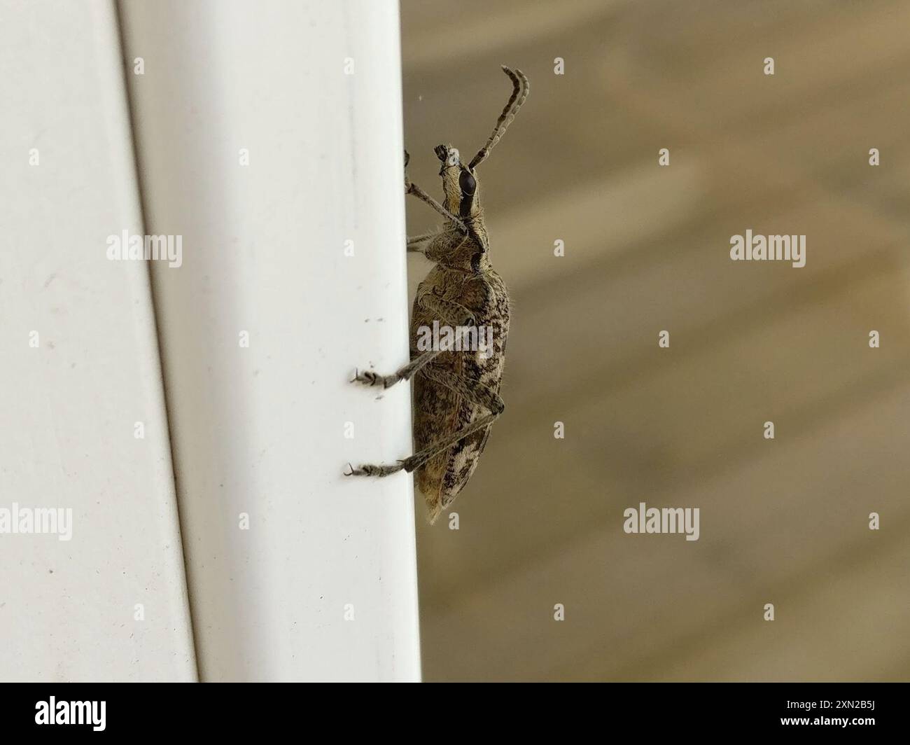 Ribbed Pine Borer (Rhagium inquisitor) Insecta Stock Photo - Alamy