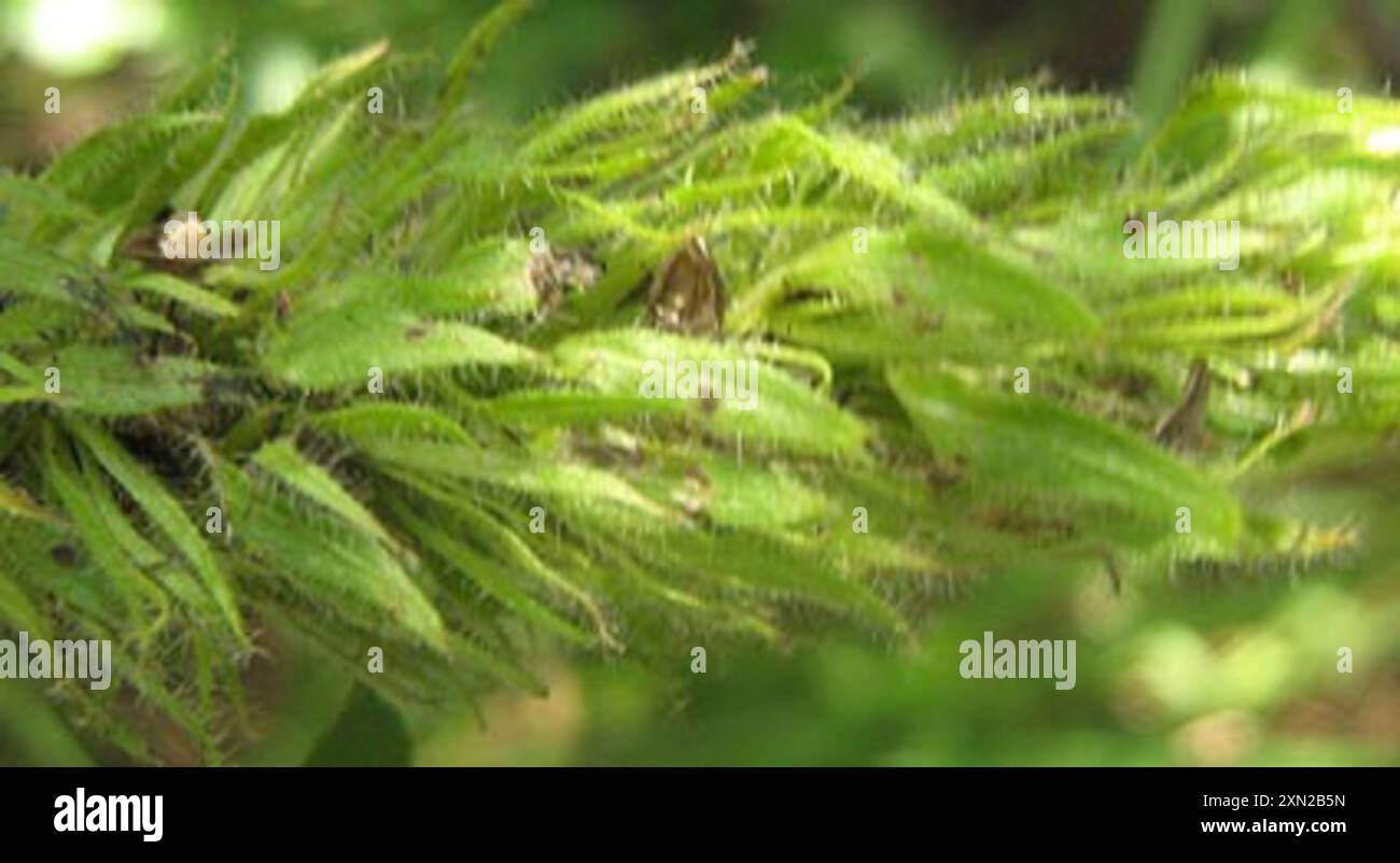 Yellow Justicia (Justicia flava) Plantae Stock Photo - Alamy