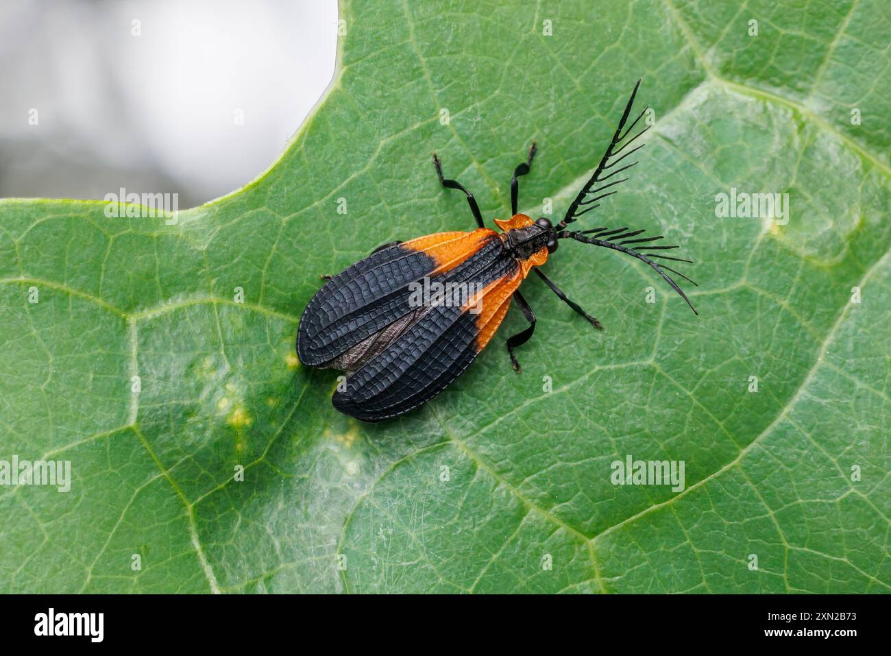 Net-winged Beetle (Caenia dimidiata Stock Photo - Alamy