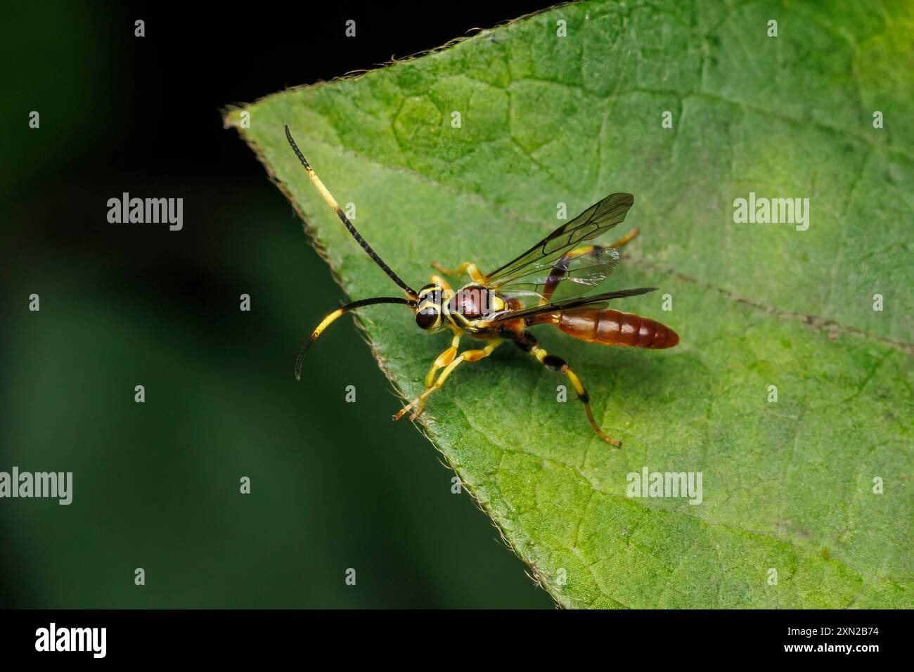 Ichneumonidae ichneumoninae hi-res stock photography and images - Alamy