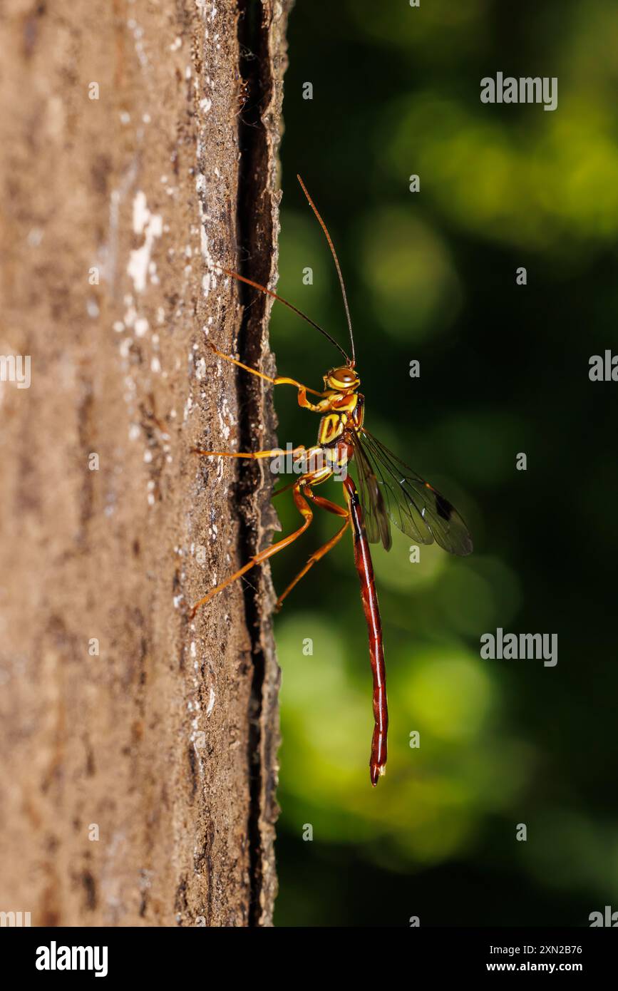 Giant Ichneumon Wasp (Megarhyssa macrurus) - Male Stock Photo - Alamy
