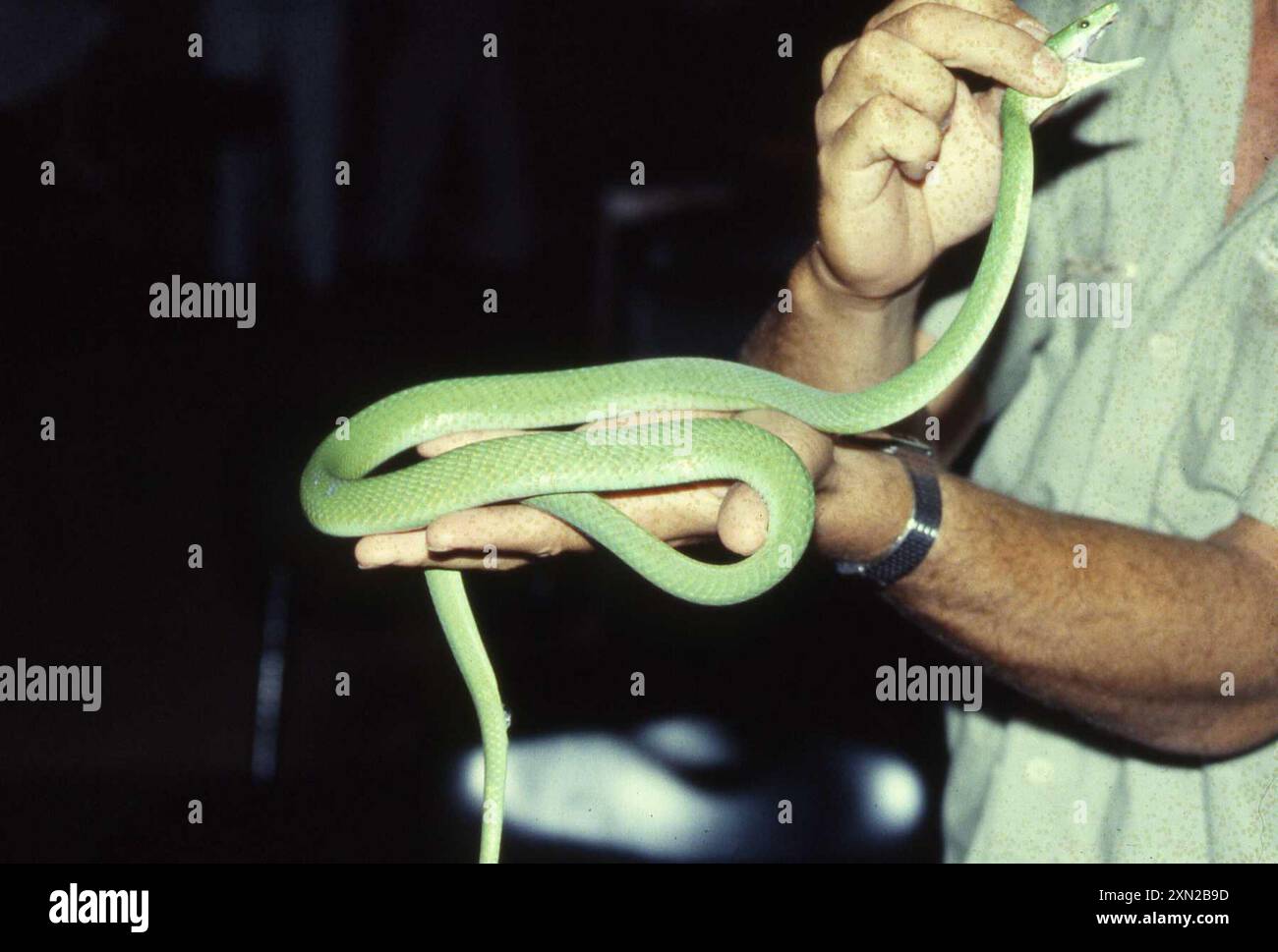Eastern Green Mamba (Dendroaspis angusticeps) Reptilia Stock Photo - Alamy