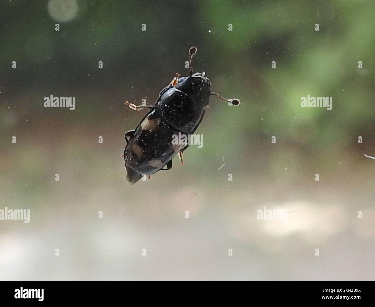 Four-spotted Sap Beetle (Glischrochilus quadrisignatus) Insecta Stock ...