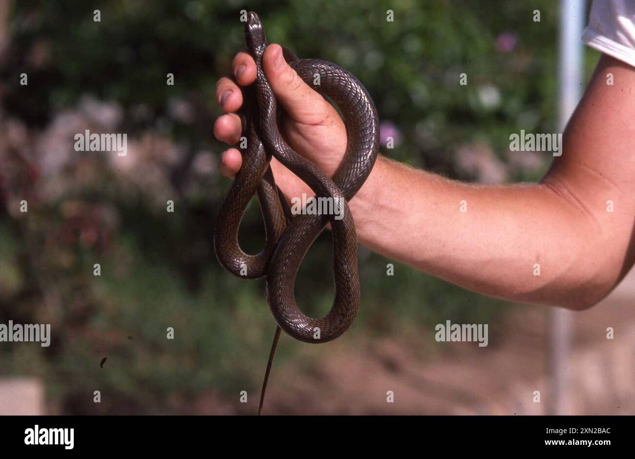Olive Whip Snake (Psammophis mossambicus) Reptilia Stock Photo - Alamy