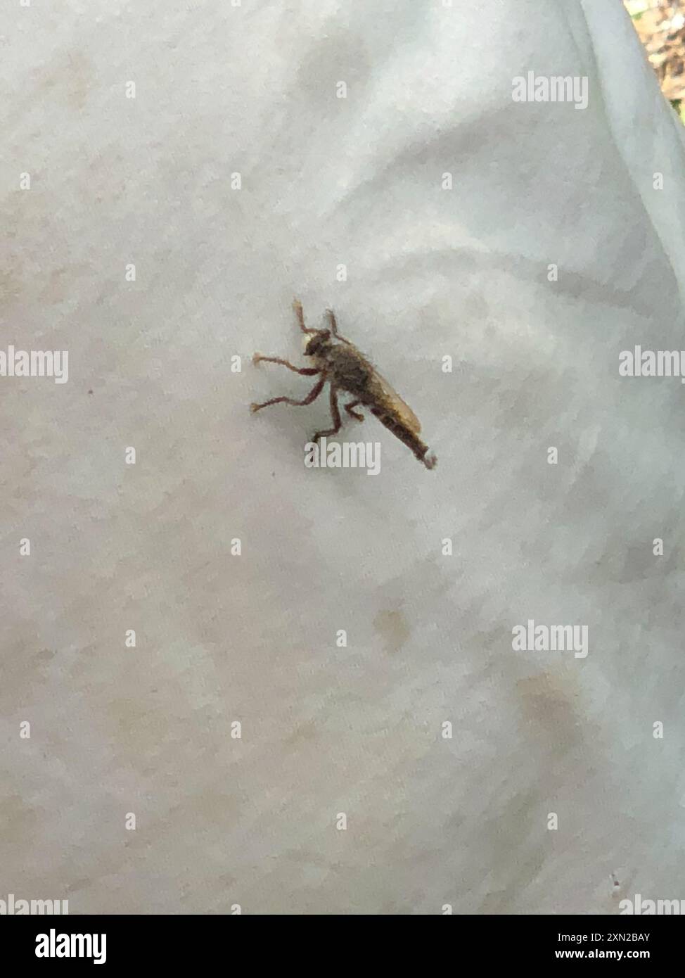 Giant Robber Flies (Promachus) Insecta Stock Photo - Alamy