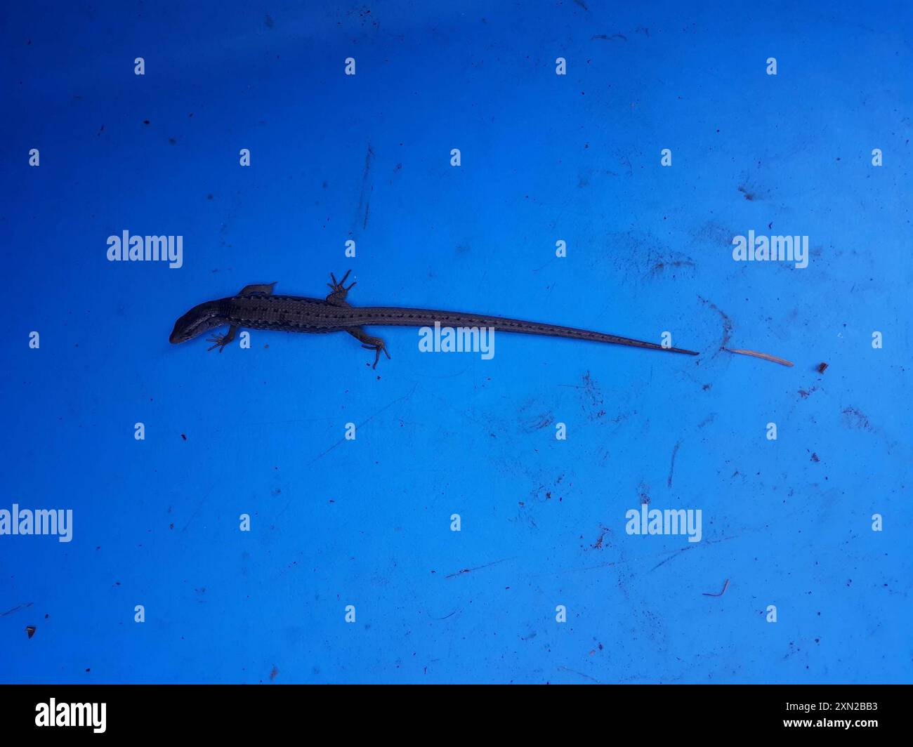 Northwestern Alligator Lizard (Elgaria coerulea principis) Reptilia ...