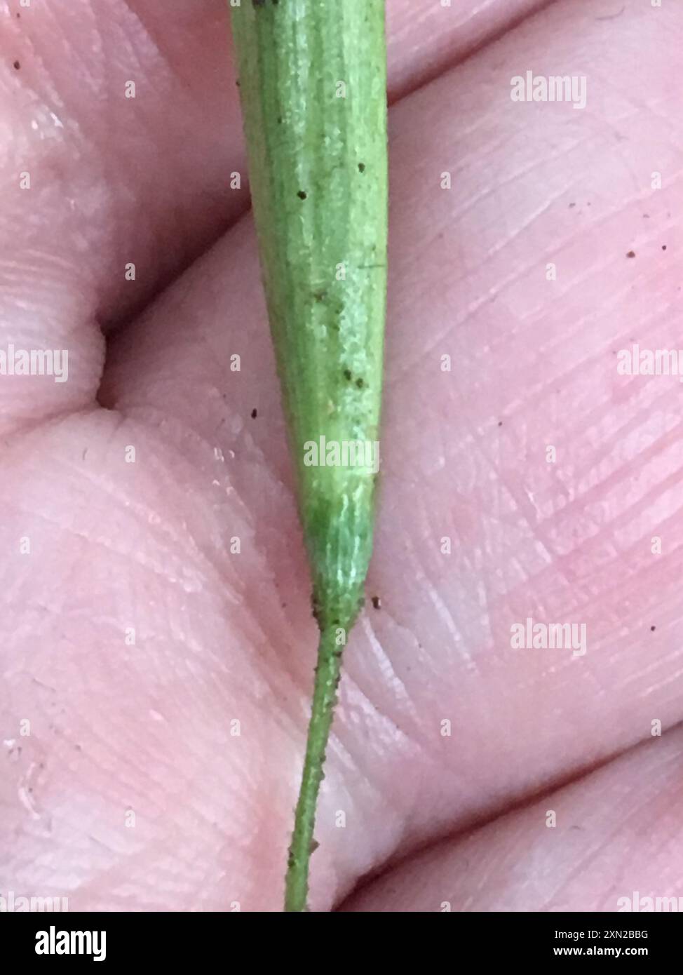 pumpkin ash (Fraxinus profunda) Plantae Stock Photo - Alamy