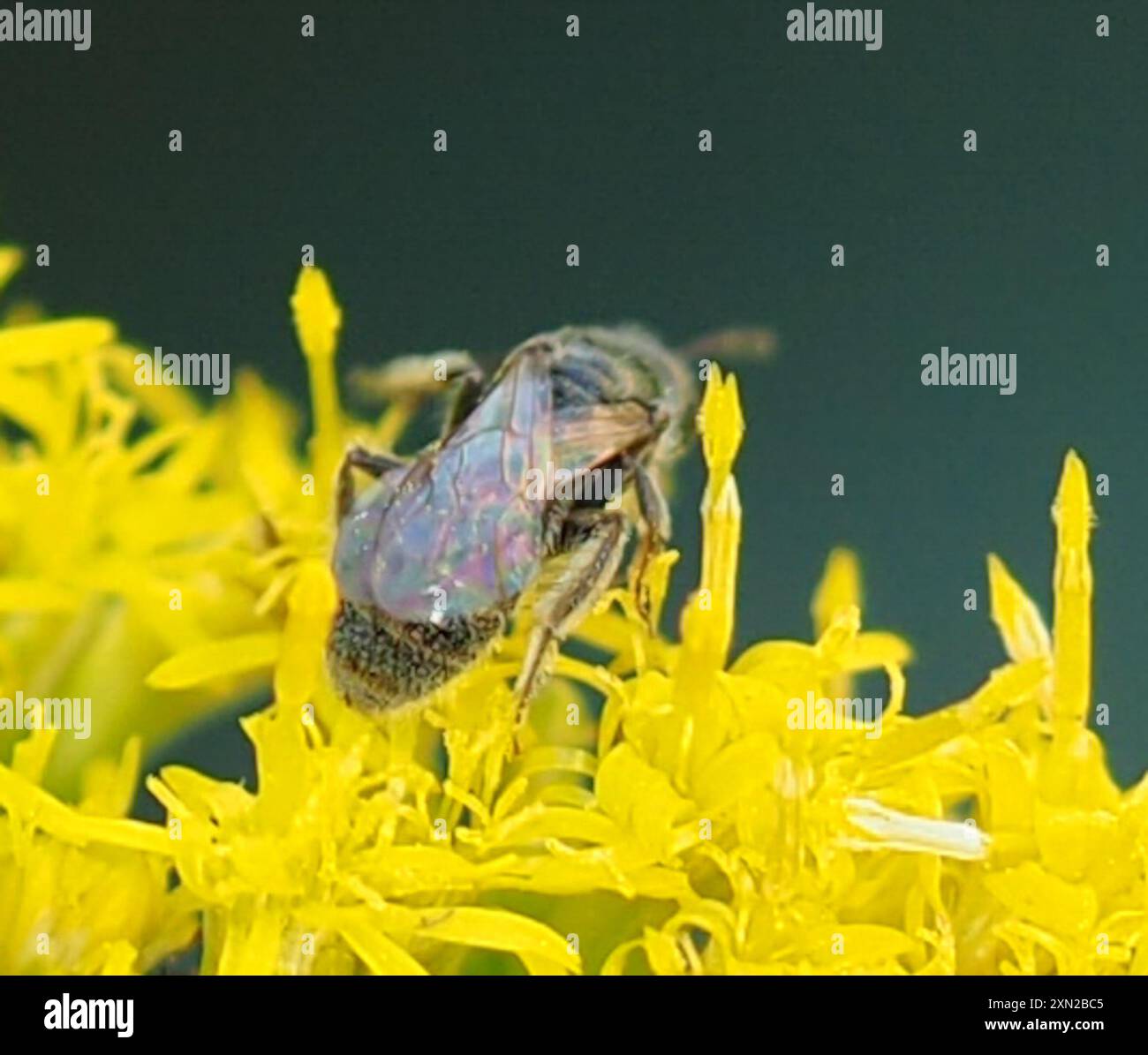 Metallic Sweat Bees (Dialictus) Insecta Stock Photo - Alamy