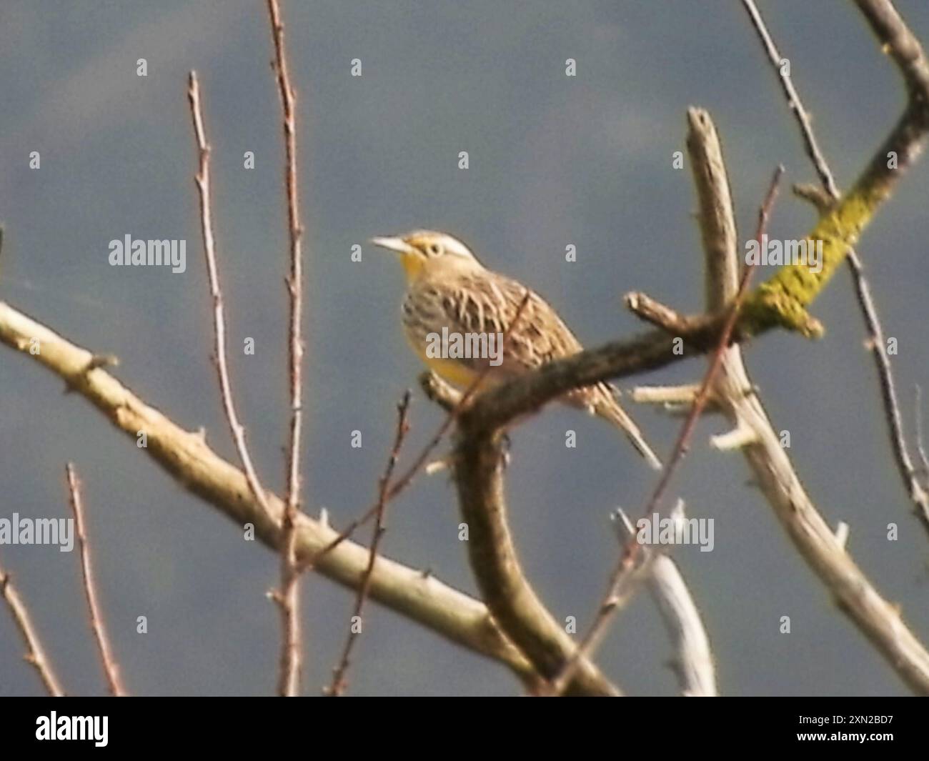 Western Meadowlark (Sturnella neglecta) Aves Stock Photo - Alamy