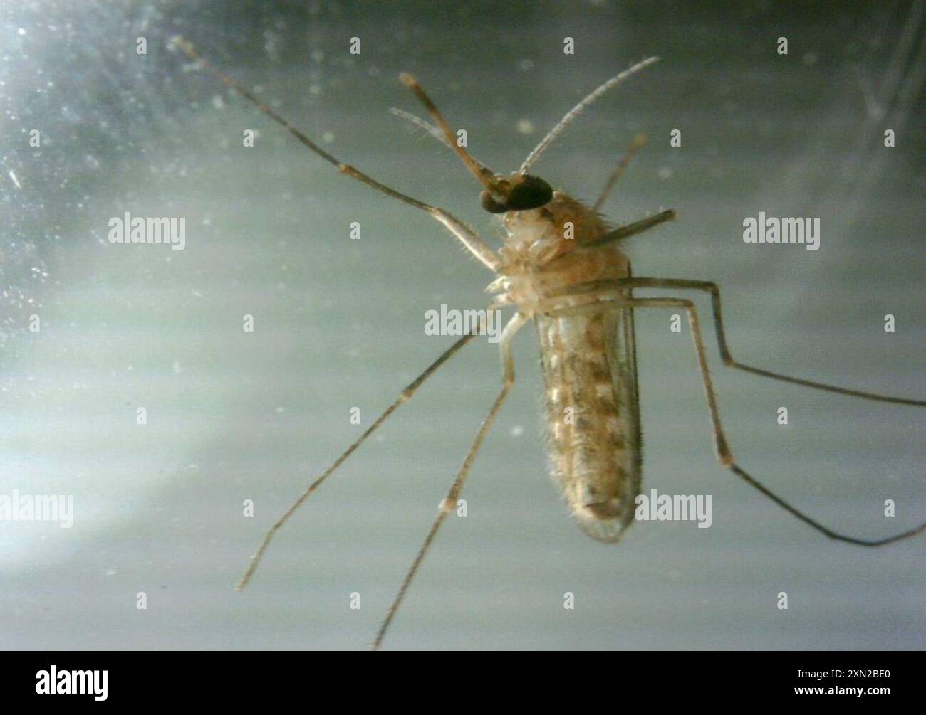 Common house mosquito (Culex pipiens) Insecta Stock Photo - Alamy