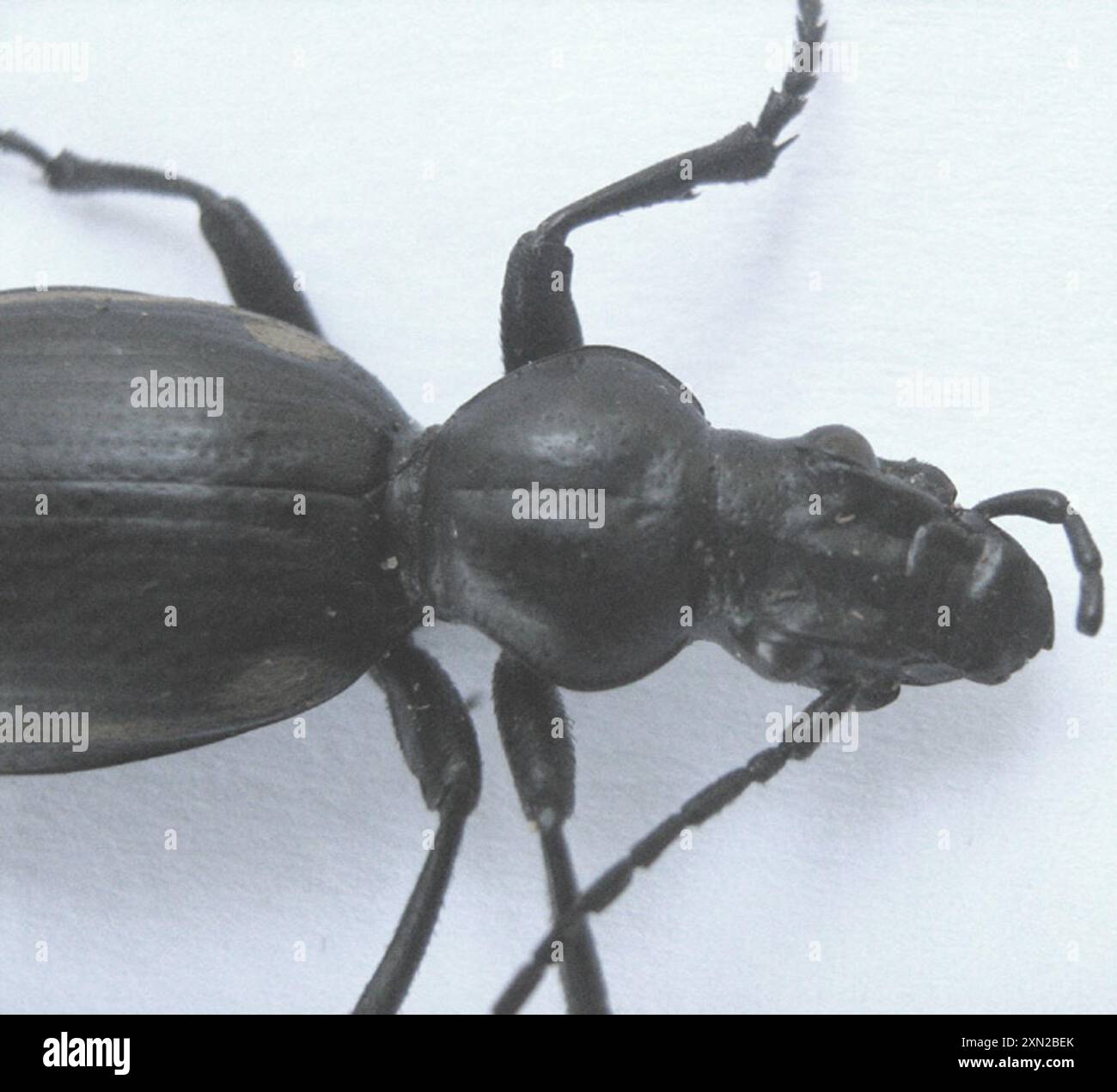 Twospot Ground Beetle (Anthia omoplata) Insecta Stock Photo - Alamy