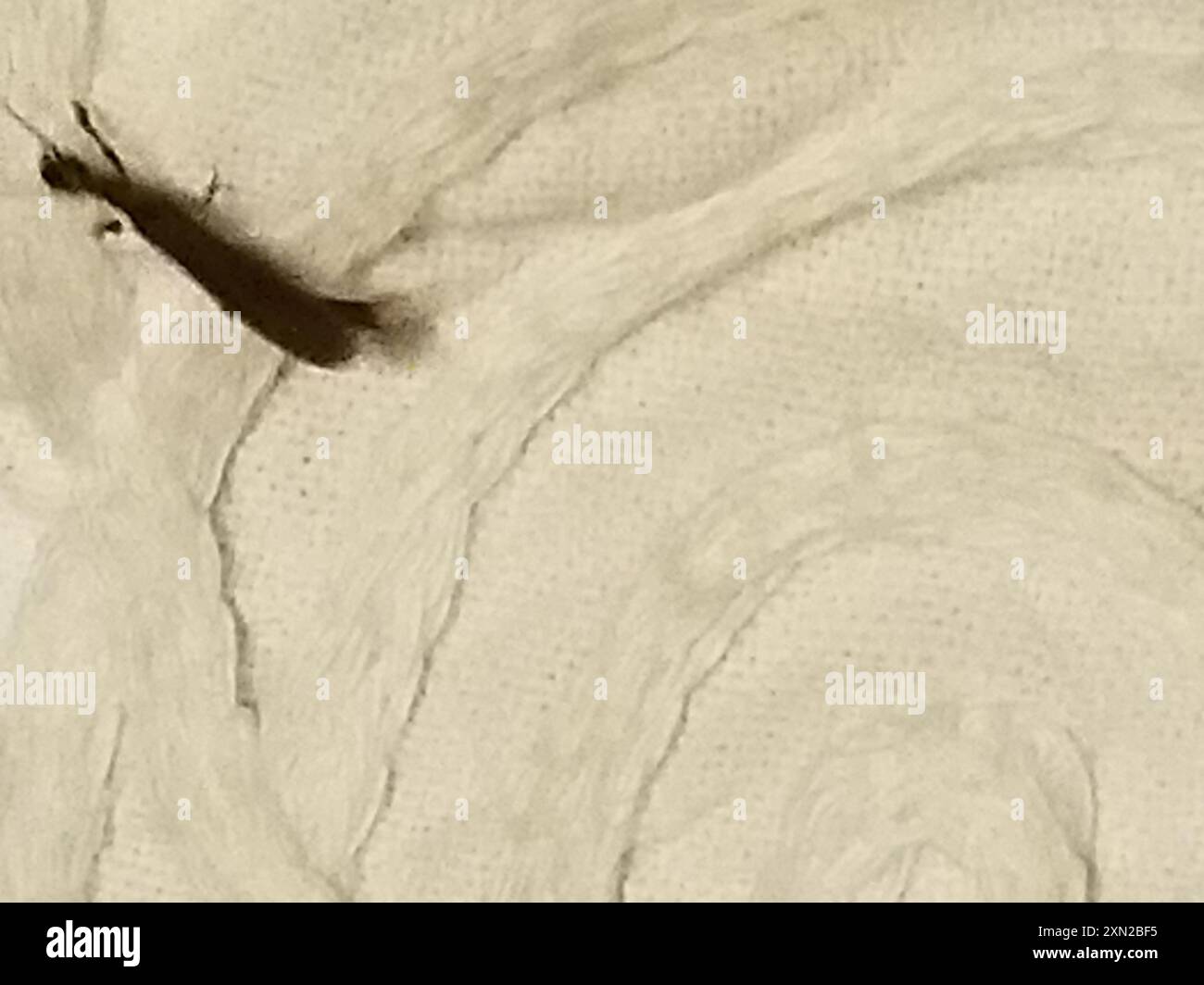 Webspinners (Embioptera) Insecta Stock Photo - Alamy