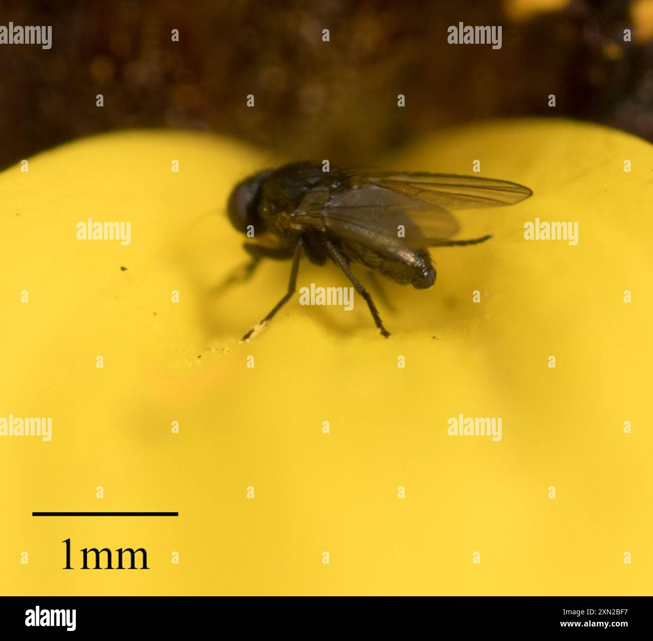 Leaf-miner Flies (Agromyzidae) Insecta Stock Photo - Alamy